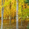 Gỗ Maple là gì? Có tốt không? Có đặc điểm gì? | Furaka