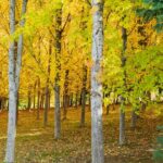 Gỗ Maple là gì? Có tốt không? Có đặc điểm gì? | Furaka