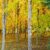 Gỗ Maple là gì? Có tốt không? Có đặc điểm gì? | Furaka