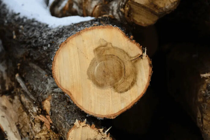 Gỗ Maple là gì? Có tốt không? Có đặc điểm gì? | Furaka