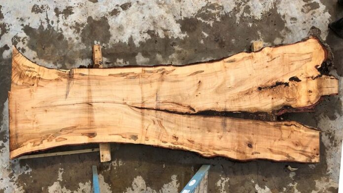Gỗ Maple là gì? Có tốt không? Có đặc điểm gì? | Furaka