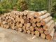Gỗ Maple là gì? Có tốt không? Có đặc điểm gì? | Furaka