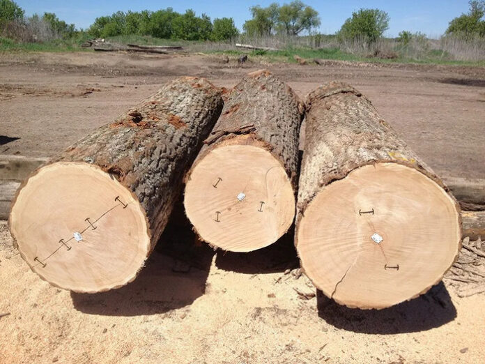 Gỗ Maple là gì? Có tốt không? Có đặc điểm gì? | Furaka
