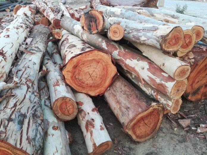 Gỗ bạch đàn có tốt không? Ưu nhược điểm của gỗ bạch đàn