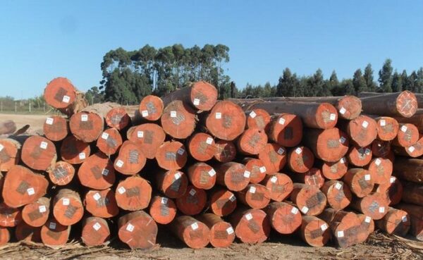 Gỗ bạch đàn có tốt không? Ưu nhược điểm của gỗ bạch đàn